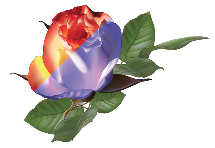 Recoloring Complex Artwork in Illustrator